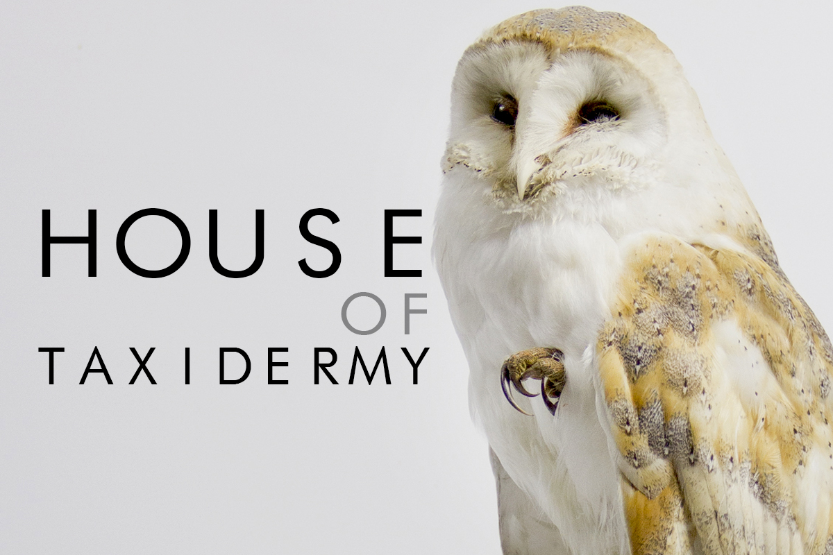 Taxidermy, Victorian Taxidermy, Antique Taxidermy, Modern Taxidermy ...