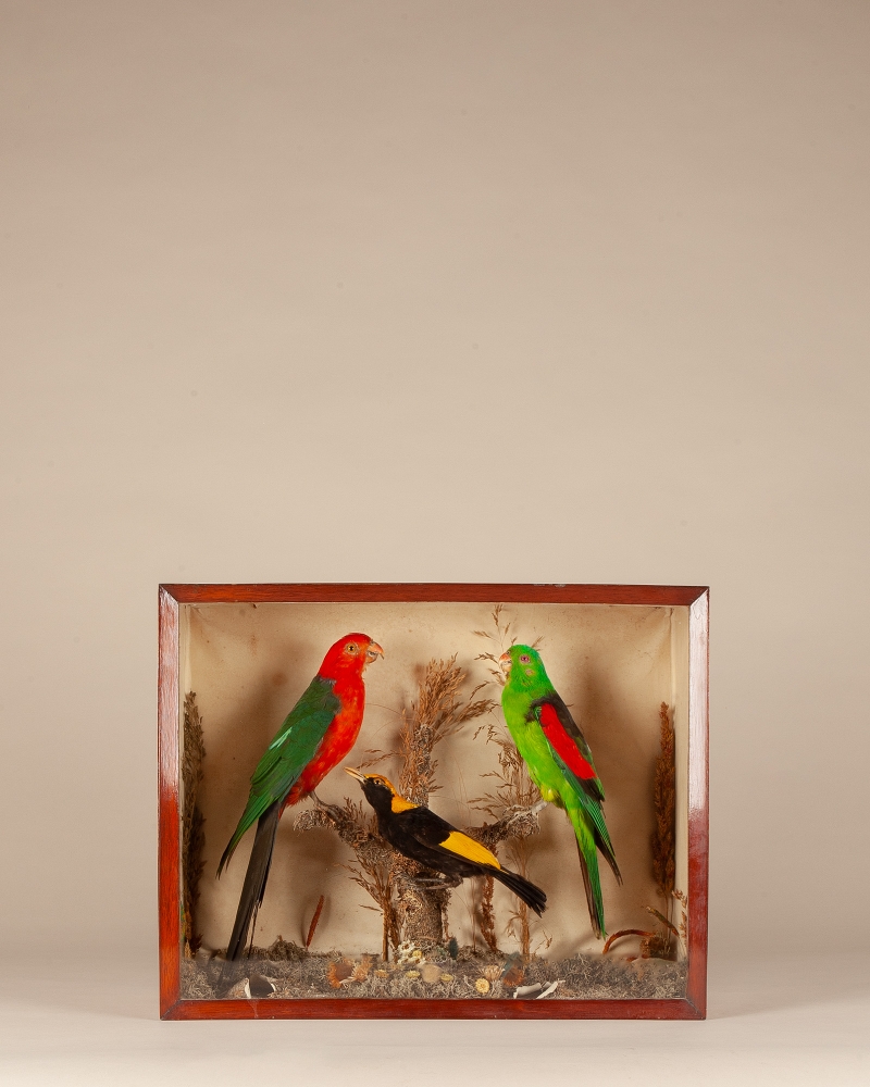 Taxidermy An early veneered case of a Red-winged parrot, King Parrot ...