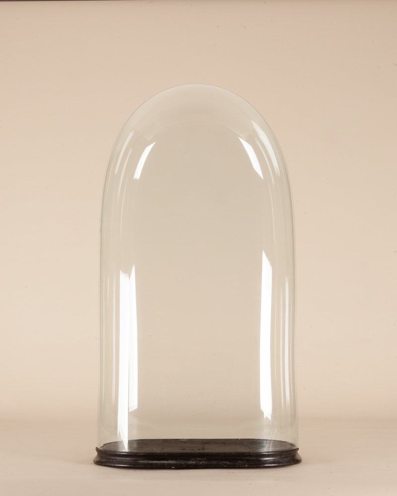 Taxidermy Antique oval glass dome