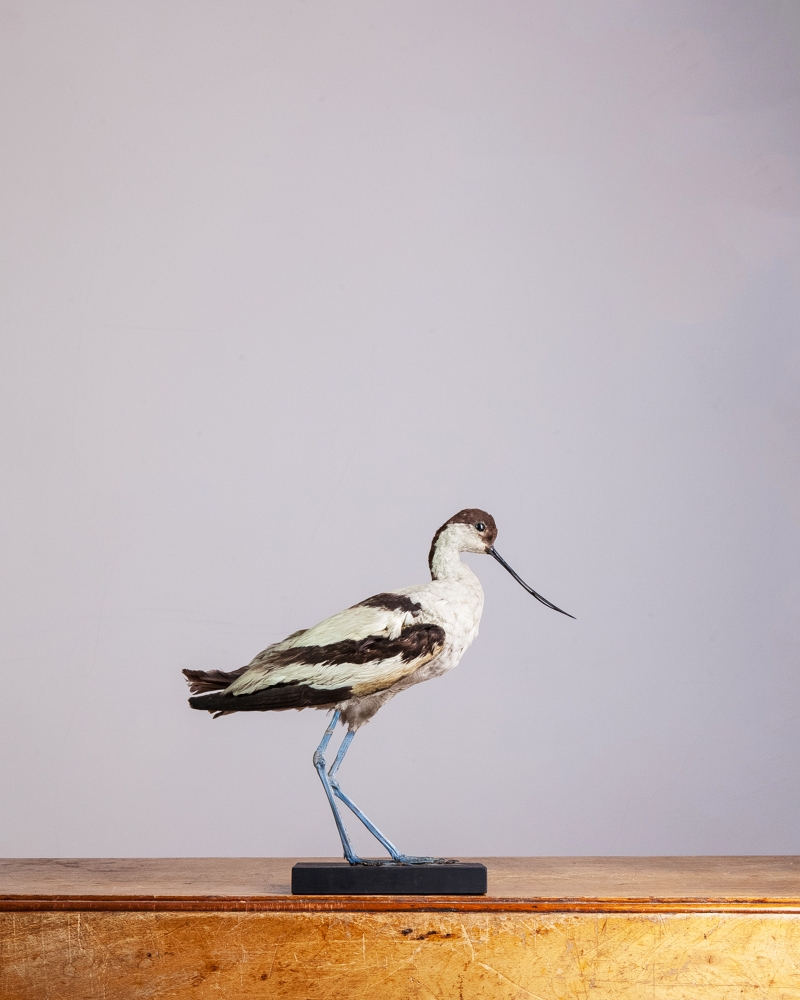 Taxidermy Avocet