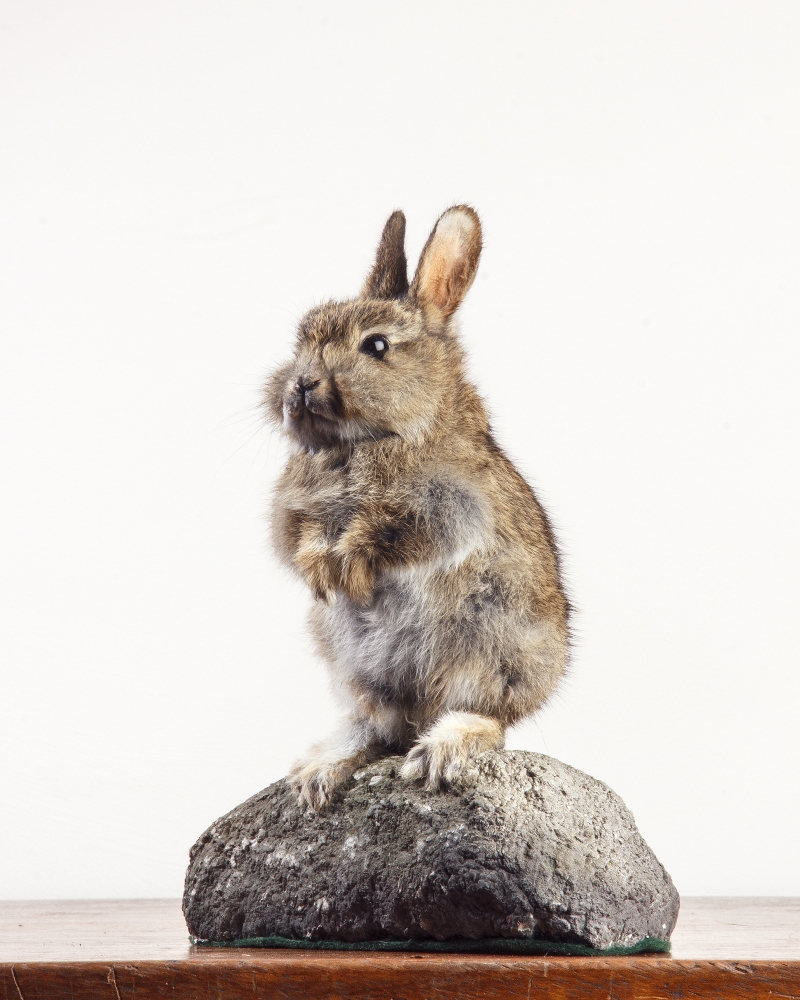 Taxidermy Baby Rabbit