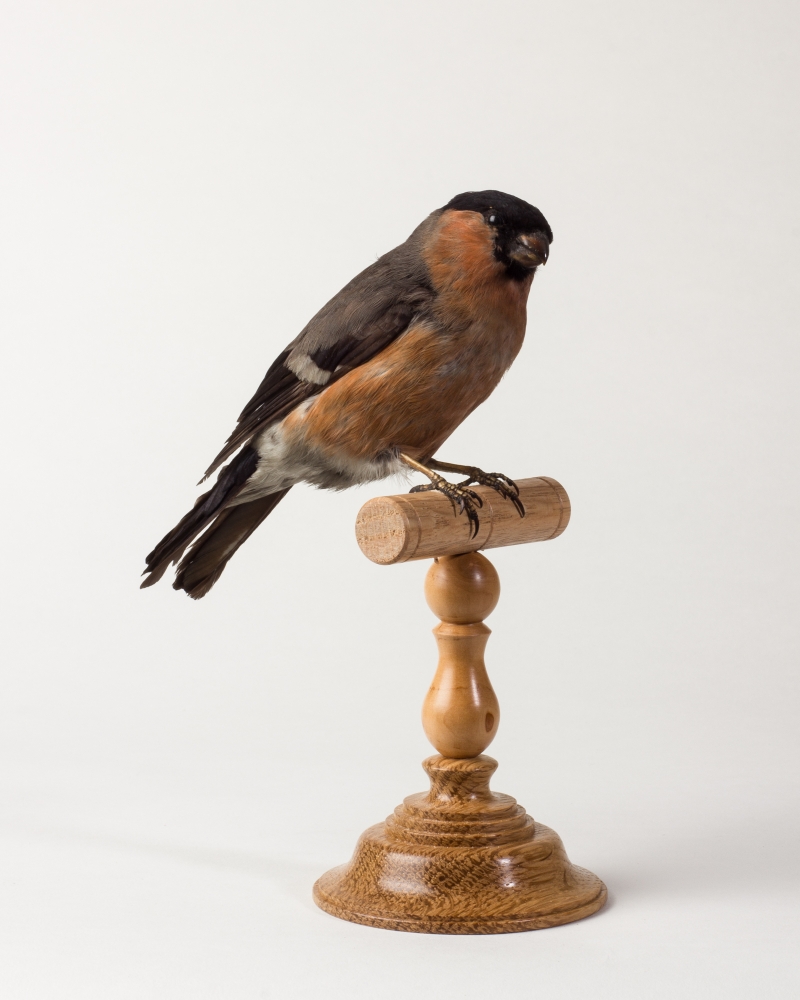 Taxidermy Bulfinch