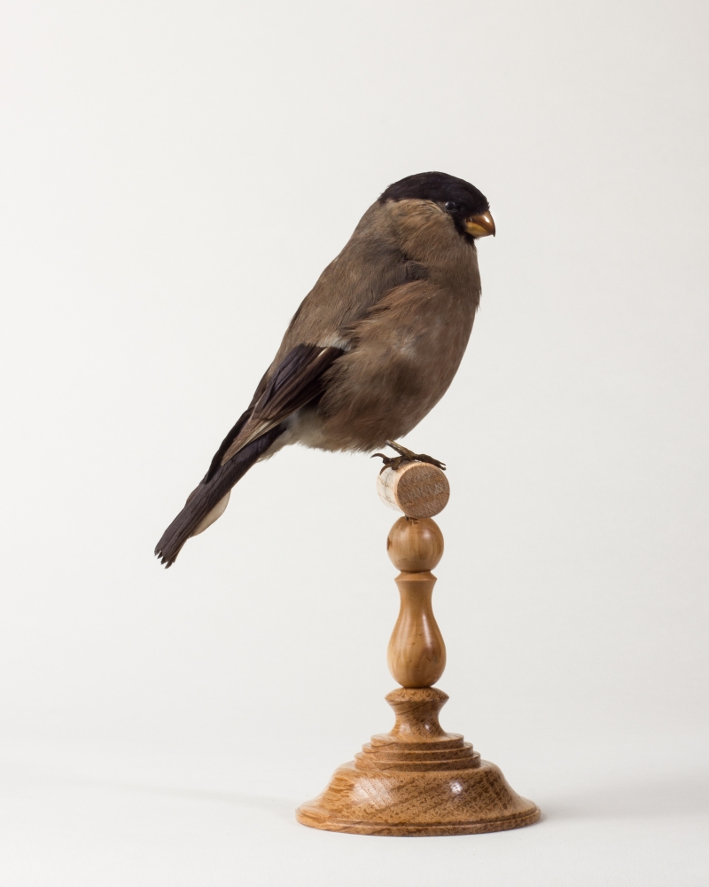 Taxidermy Bulfinch