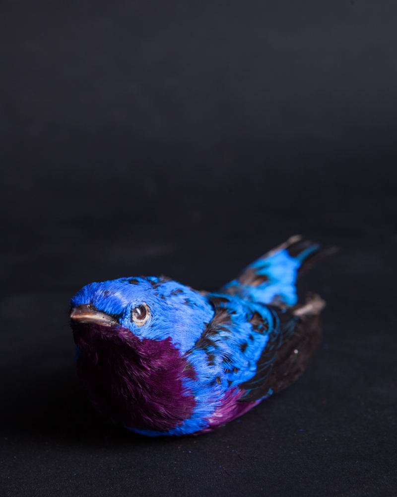 Taxidermy Banded Cotinga