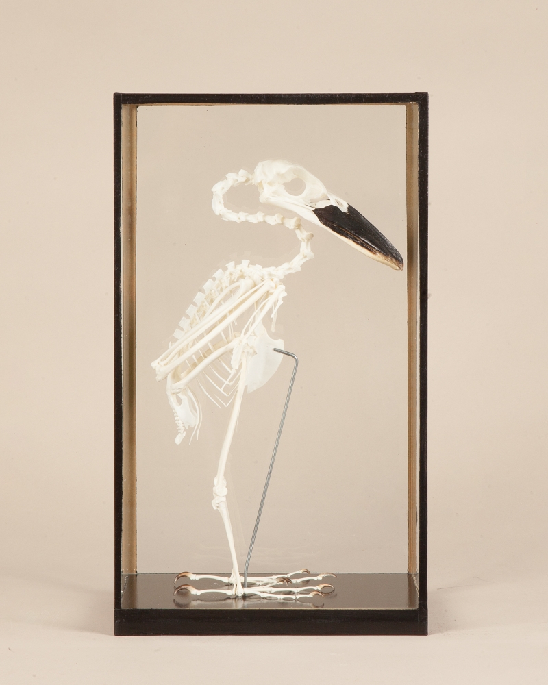 Taxidermy Boat-billed heron skeleton