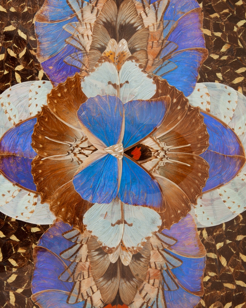 Taxidermy Butterfly wing tray circa 1930