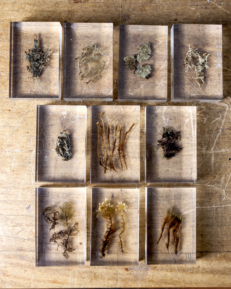 Taxidermy Collection of ten botanical specimens