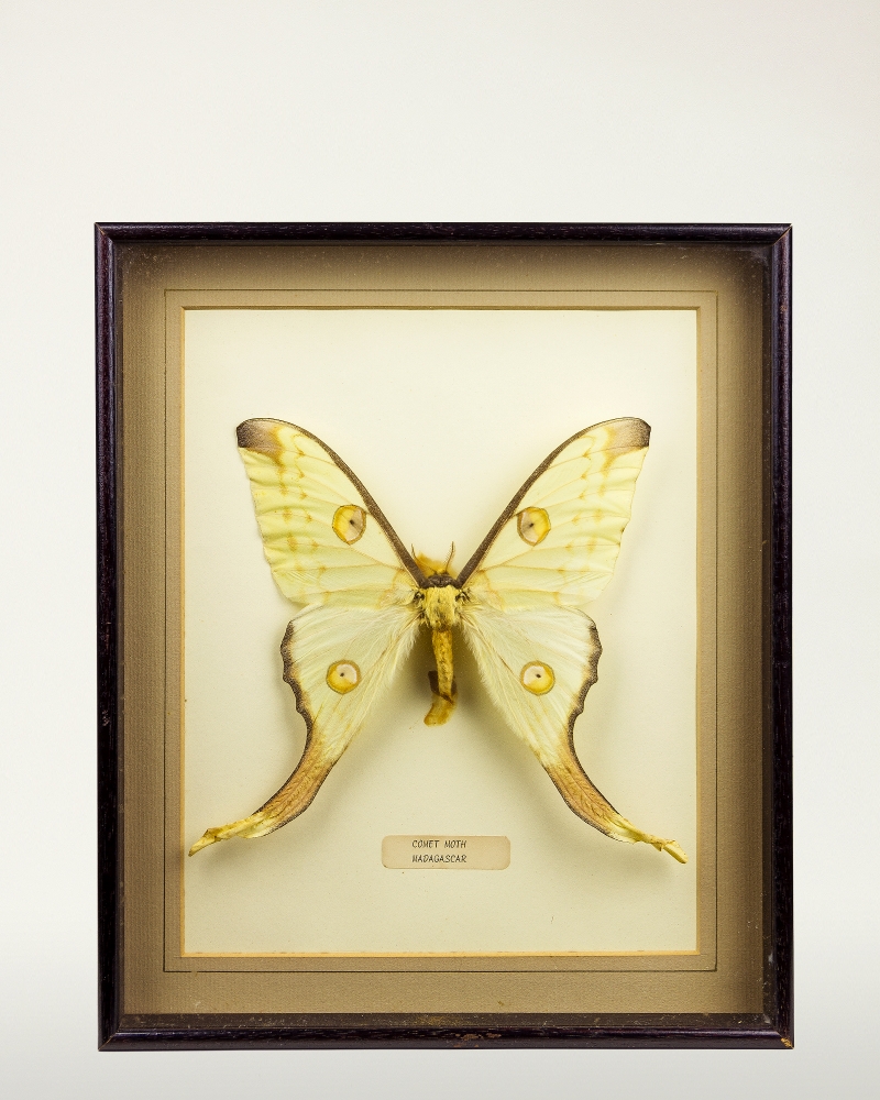 Taxidermy Comet Moth