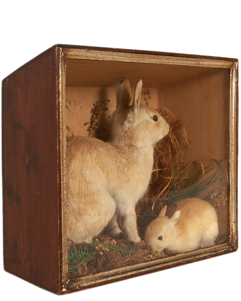 Taxidermy Cream coloured Rabbits