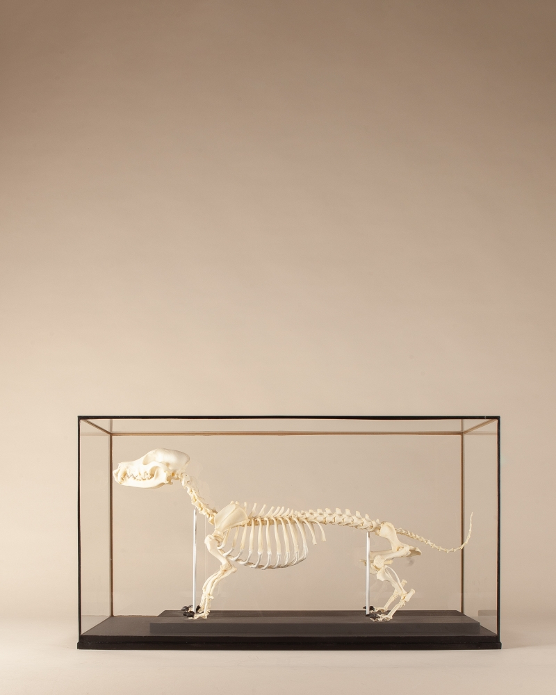 Taxidermy Daschund skeleton
