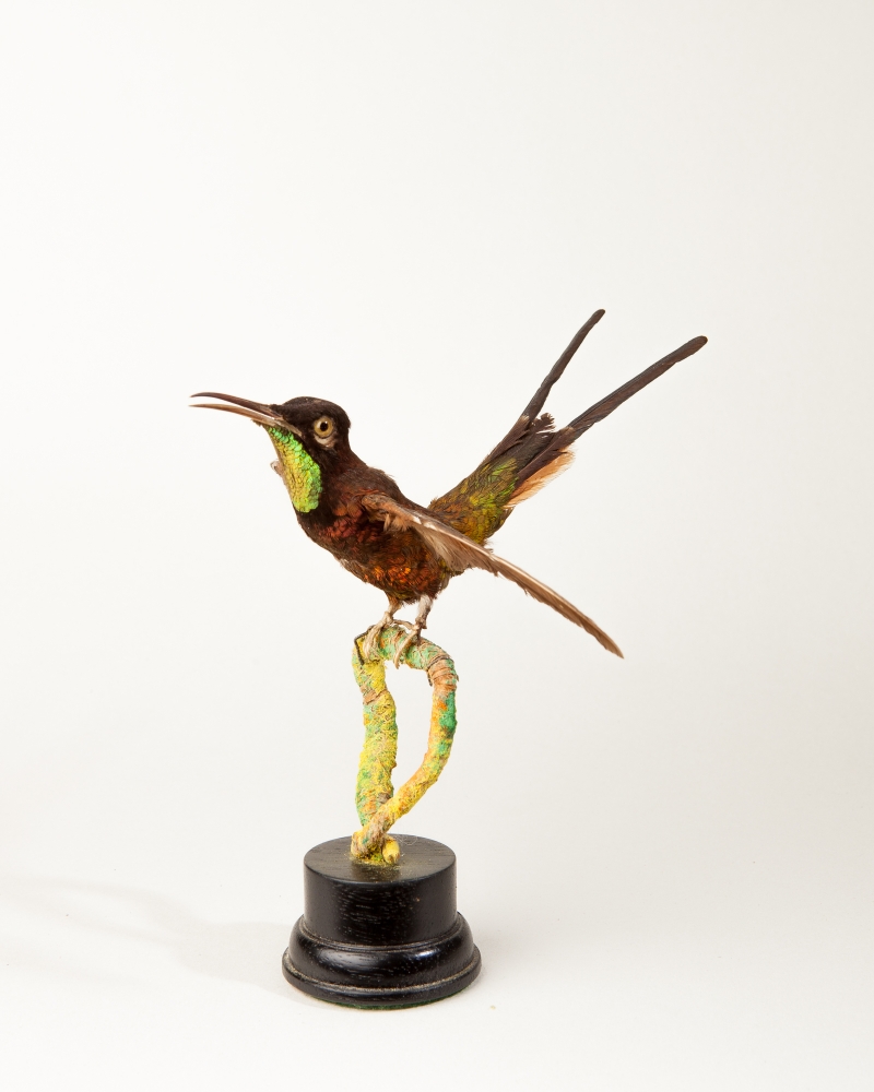 Taxidermy Fiery Topaz