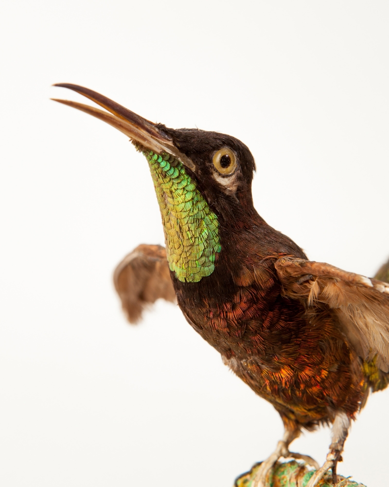 Taxidermy Fiery Topaz