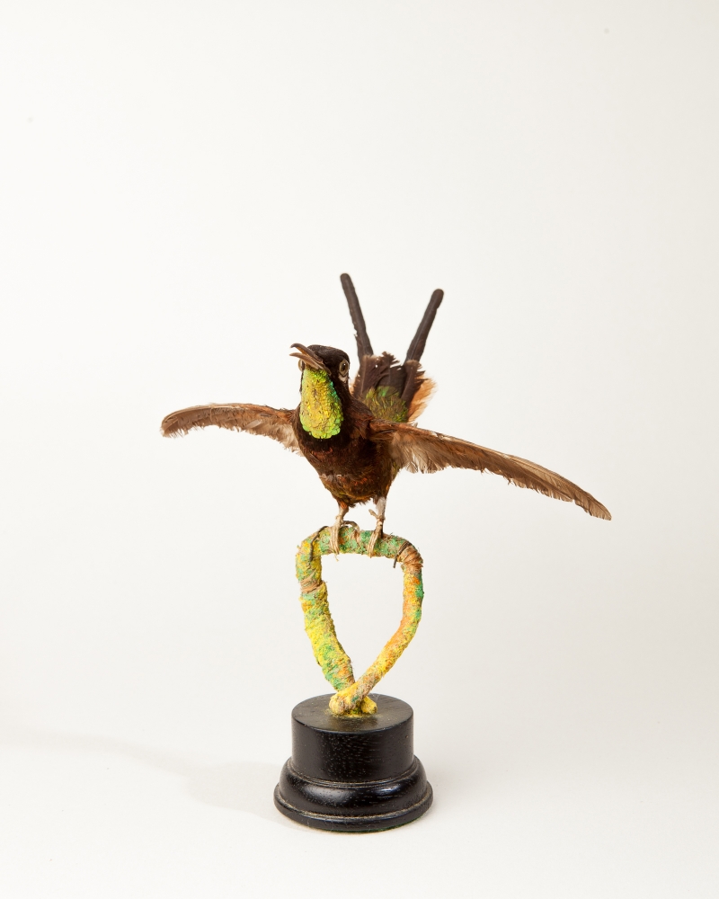 Taxidermy Fiery Topaz