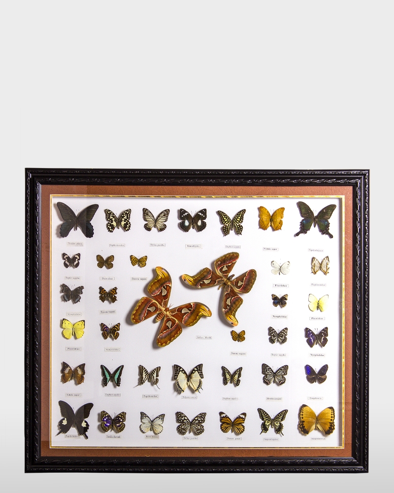 Framed Butterfly Collection