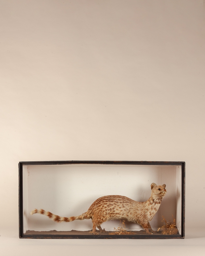 Taxidermy Genet by Corbetts of London dated 1830. Ex Chatsworth house ...