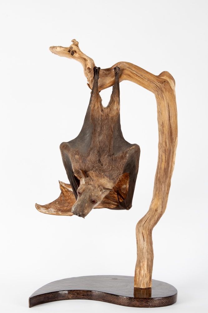 Taxidermy Hammerhead bat