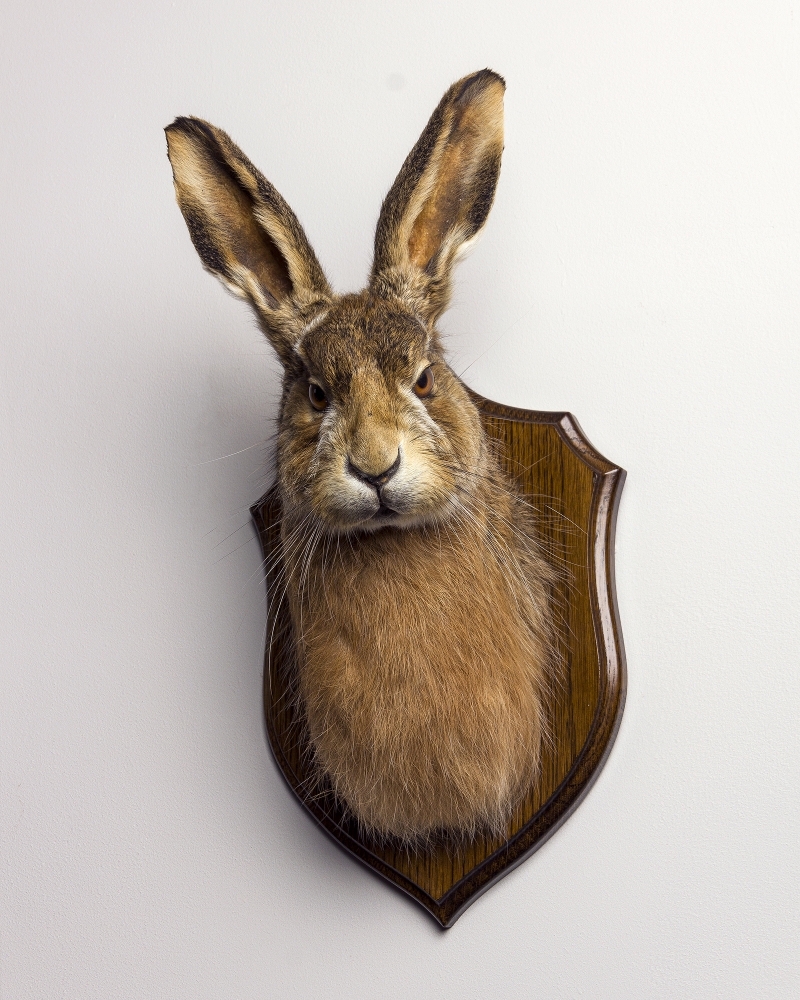 Taxidermy Hare Mask