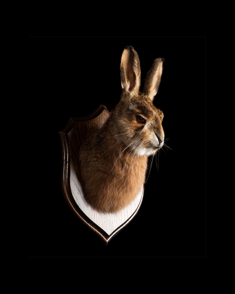 Taxidermy Hare Mask