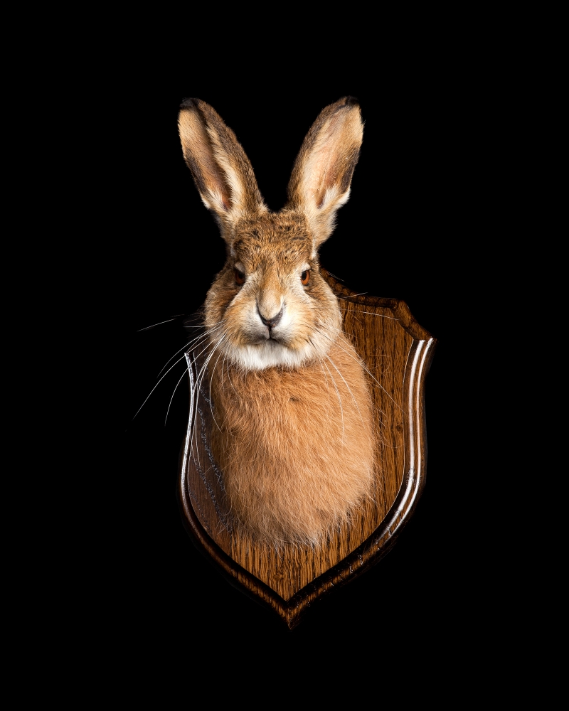 Taxidermy Hare Mask