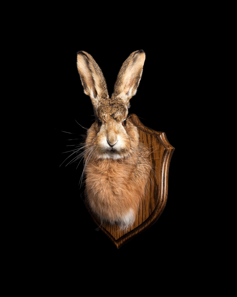 Taxidermy Hare Mask