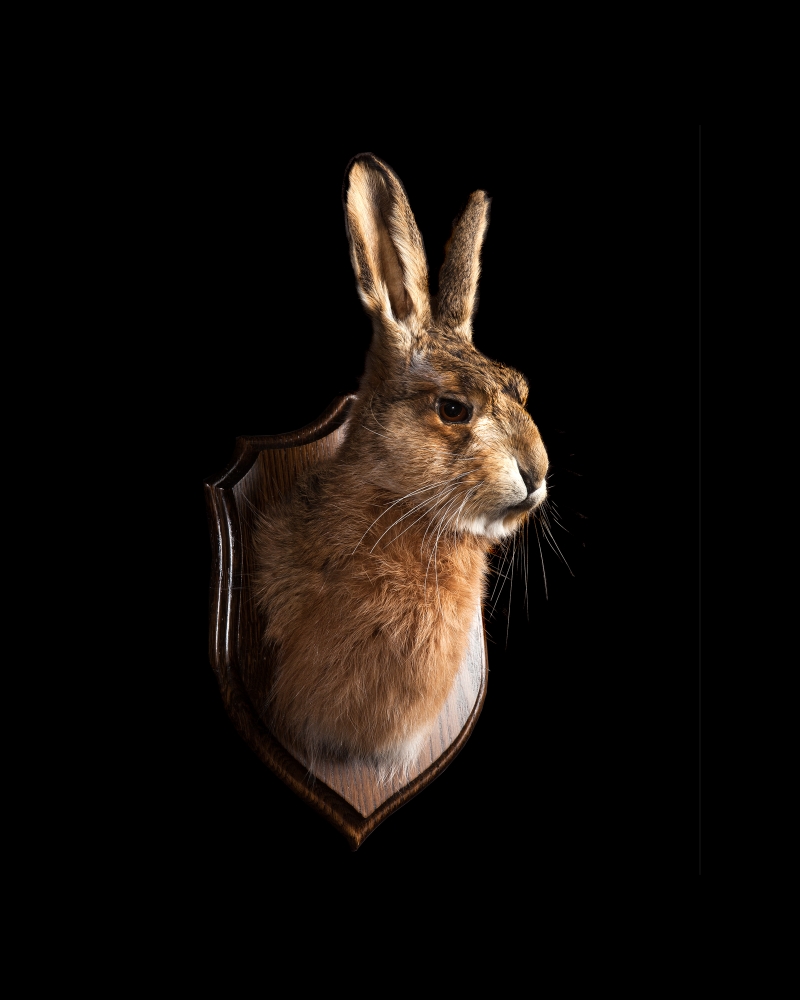 Taxidermy Hare Mask