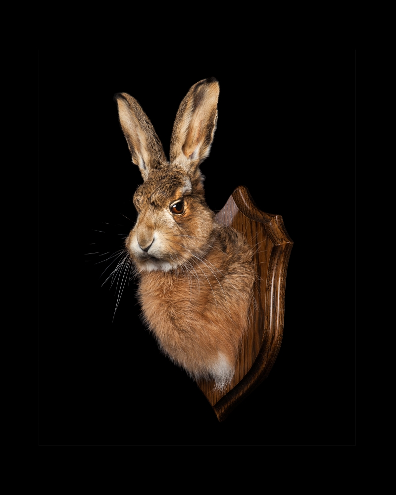 Taxidermy Hare Mask