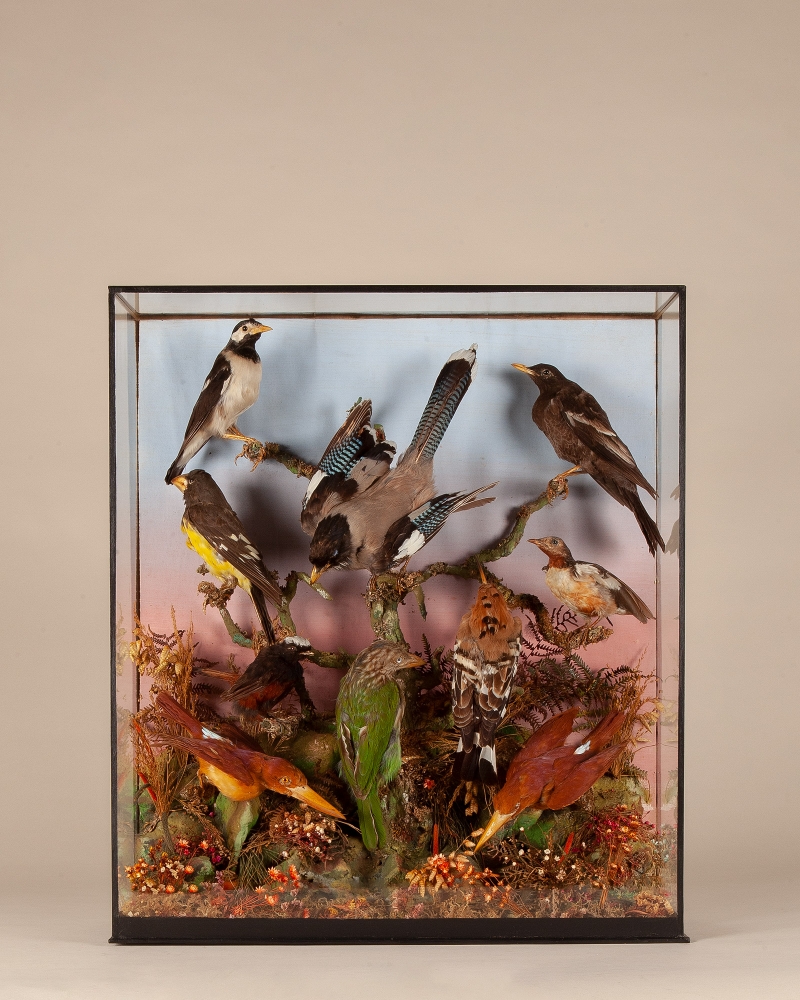 Taxidermy Indian birds case