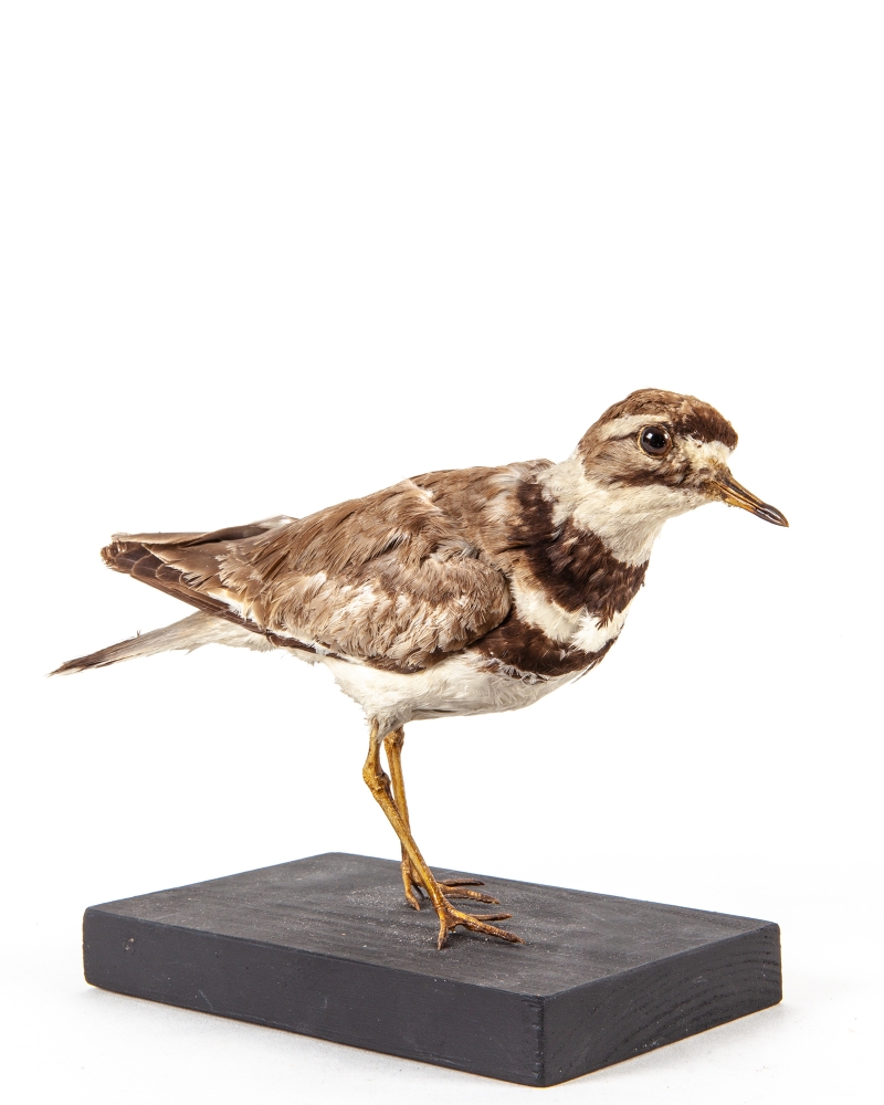 Taxidermy Killdeer