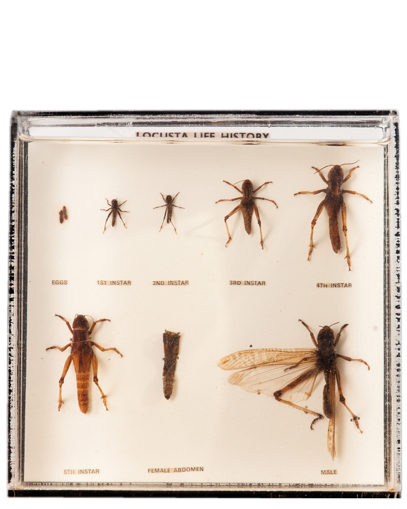 Locusta Life History Study