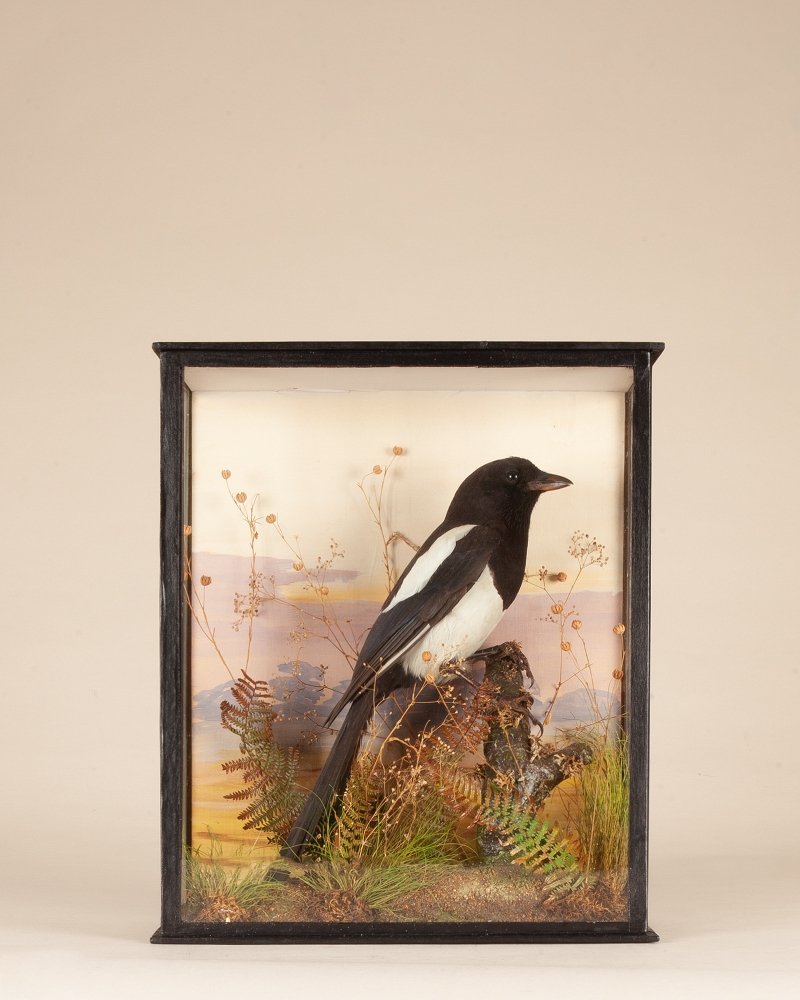 Taxidermy Magpie by WM Farren of Cambridge
