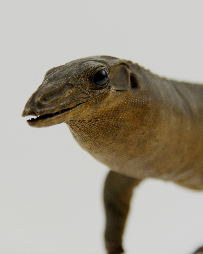 Taxidermy Monitor Lizard