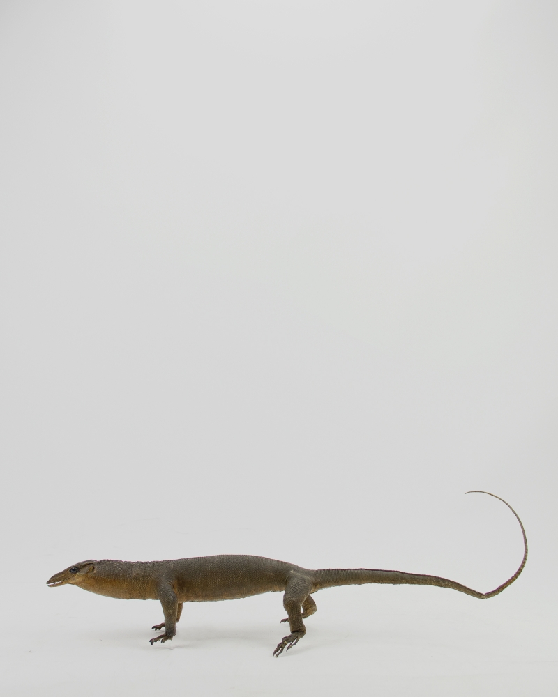 Taxidermy Monitor Lizard