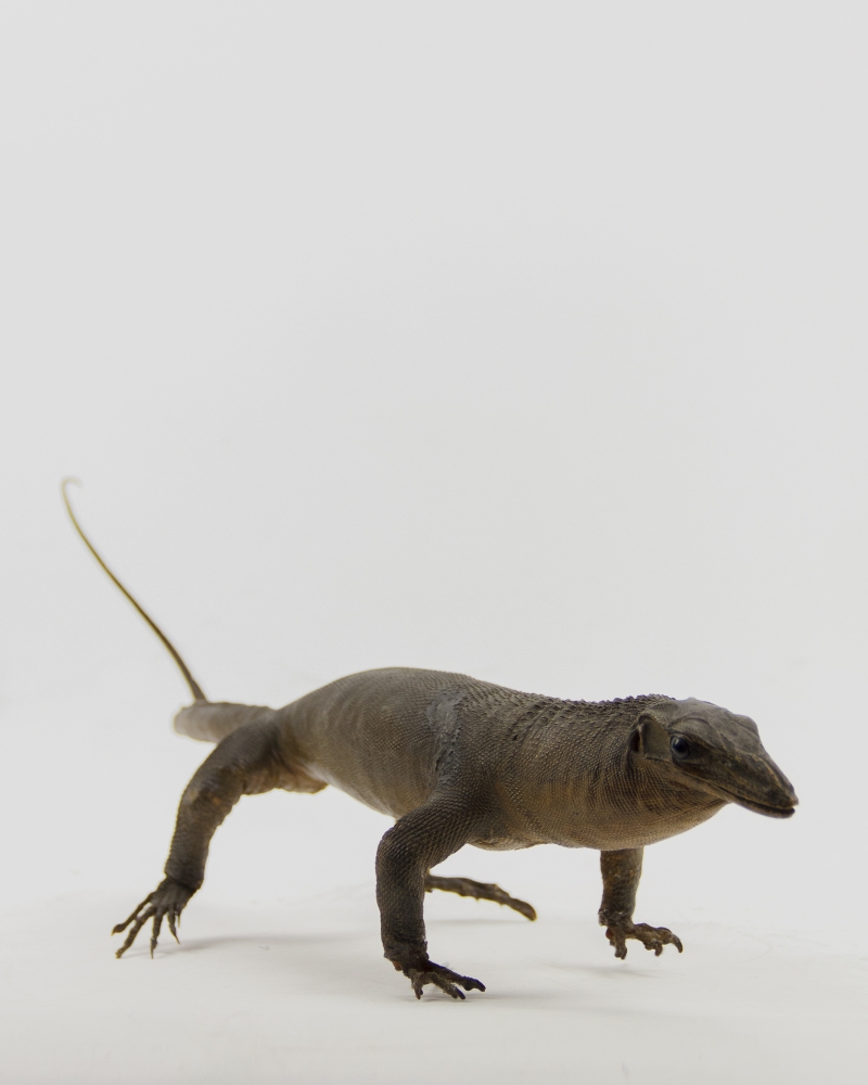 Taxidermy Monitor Lizard