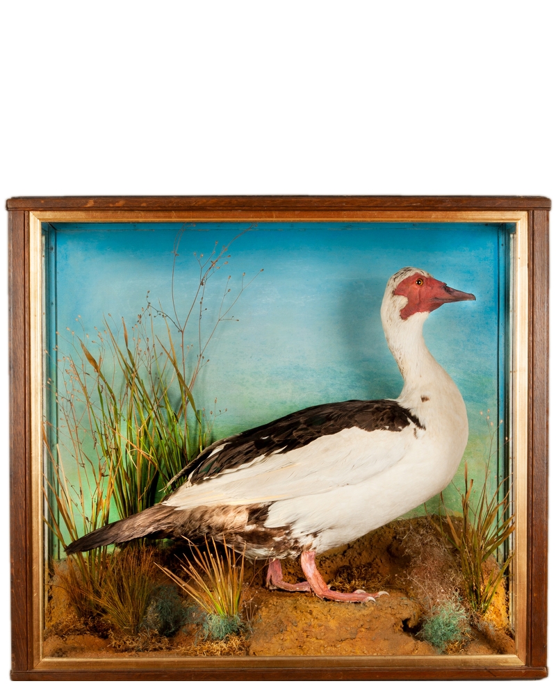 Taxidermy Muscovy duck by Thomas Jeffries