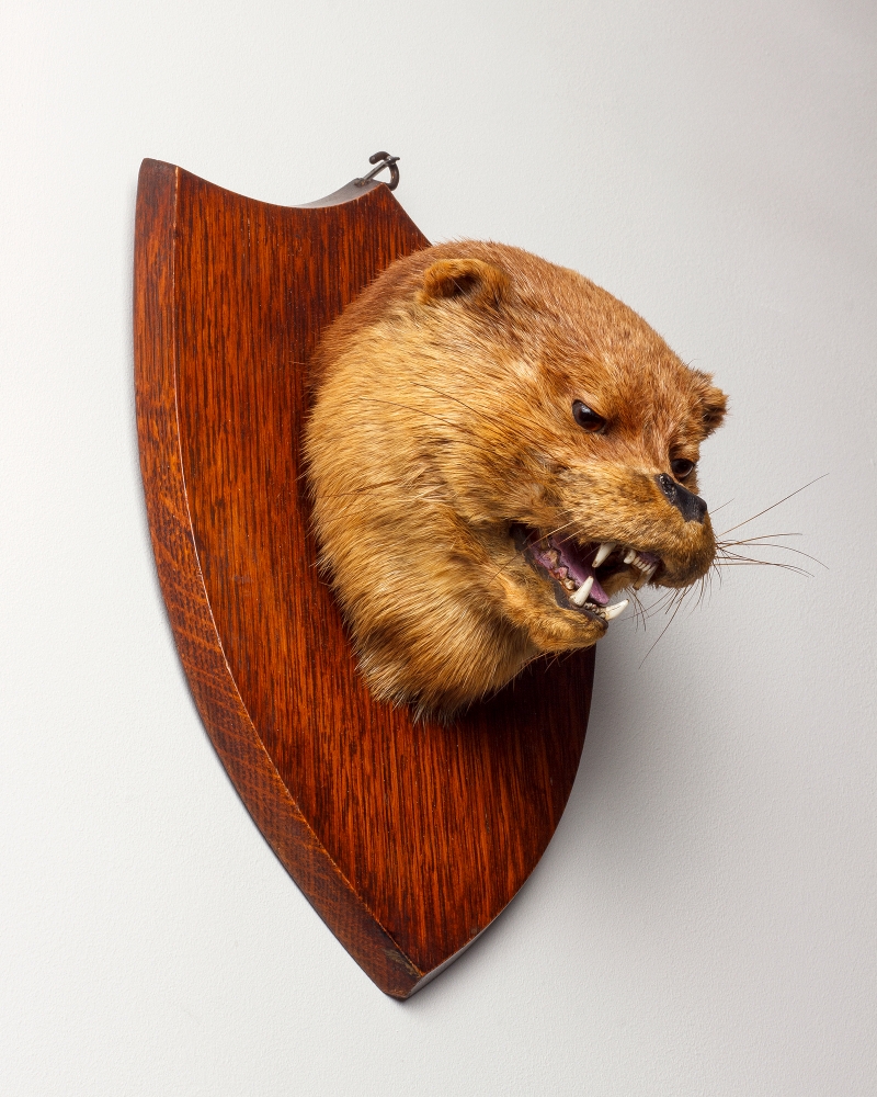 Taxidermy Otter Mask by E.F. Spicer