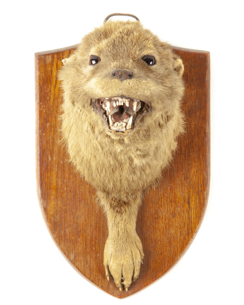 Taxidermy Otter mask by James Gardner