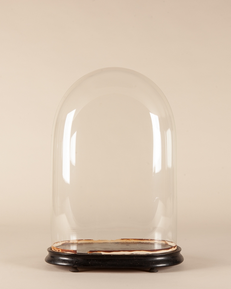 Taxidermy Antique oval glass dome