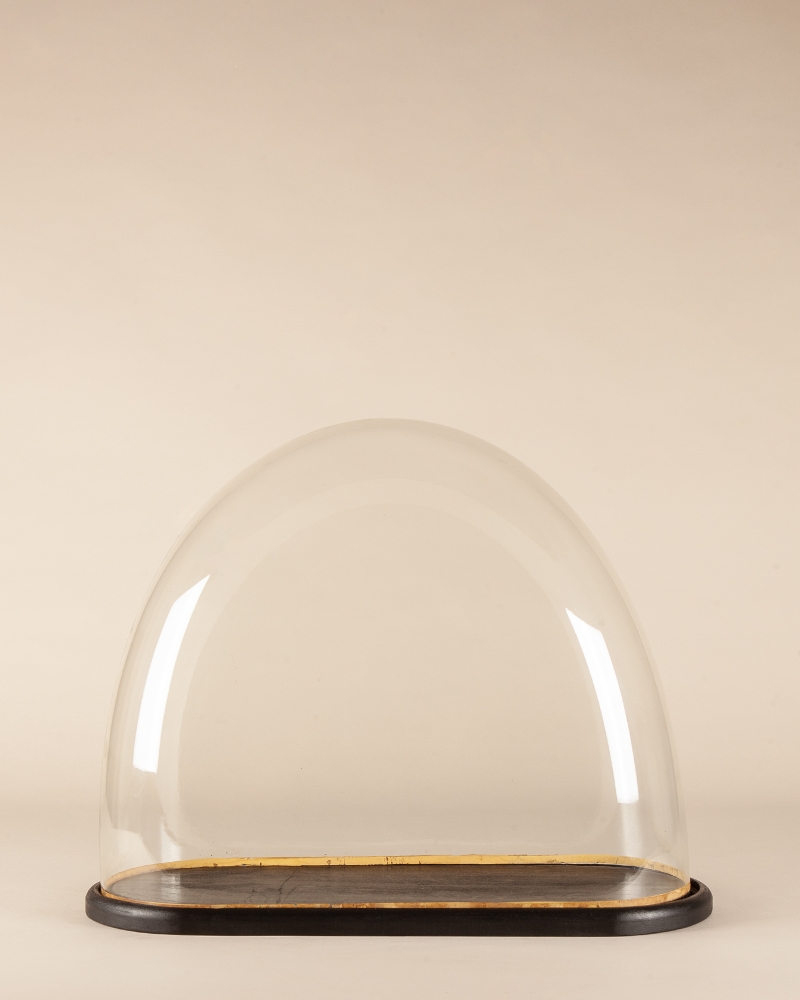 Taxidermy Antique oval glass dome