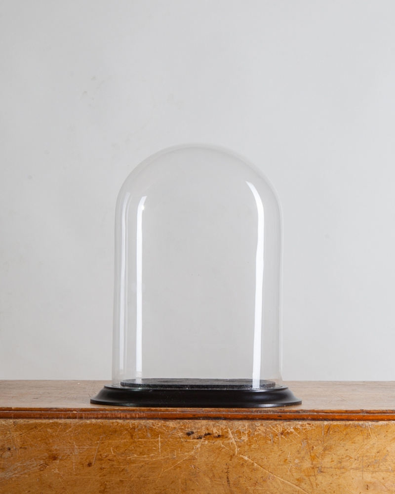 Taxidermy Oval Victorian Glass Dome