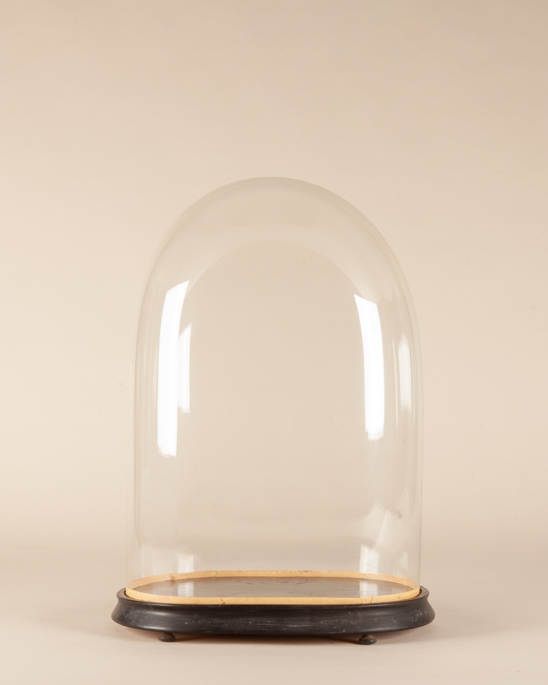 Taxidermy Antique oval glass dome