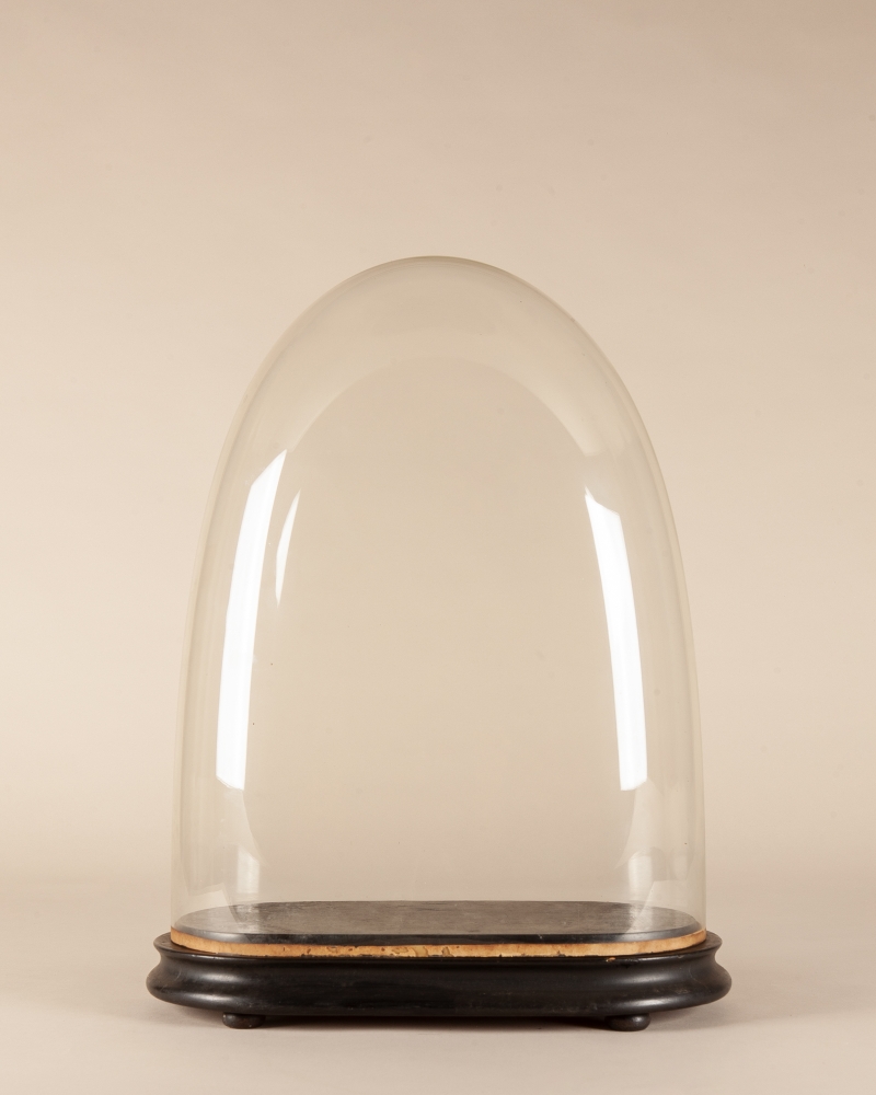 Taxidermy Antique oval glass dome