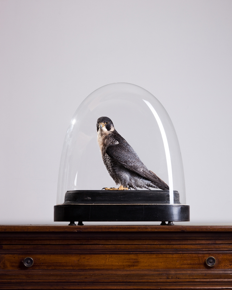 Taxidermy Peregrine falcon