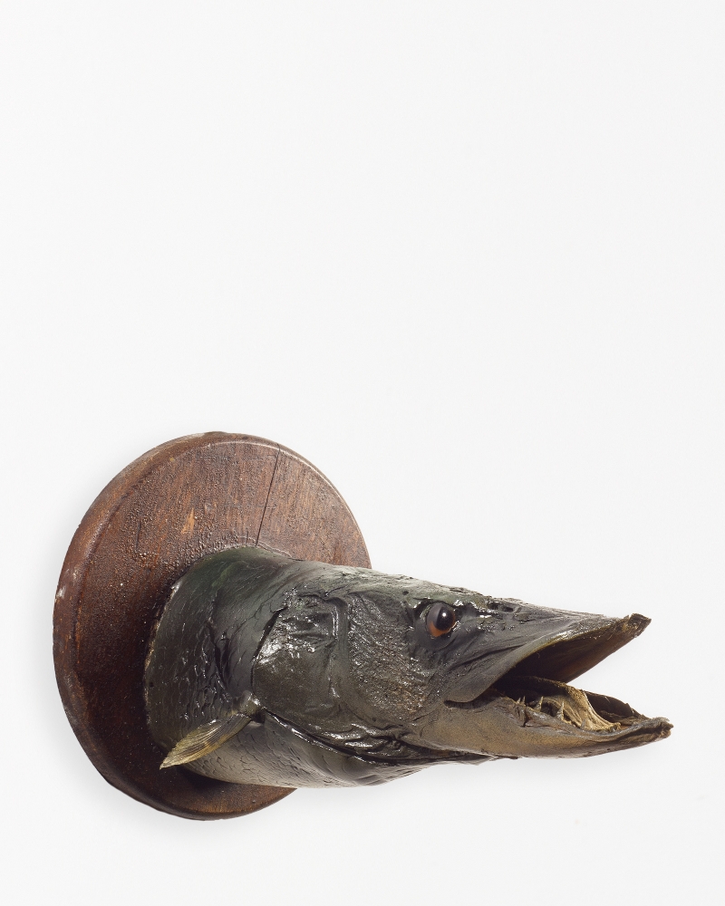 Taxidermy Pike Head