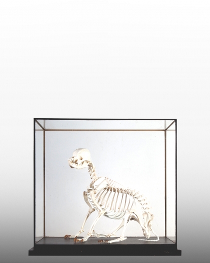 More curious things Taxidermy : House of Taxidermy