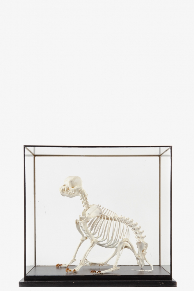 Pug skeleton