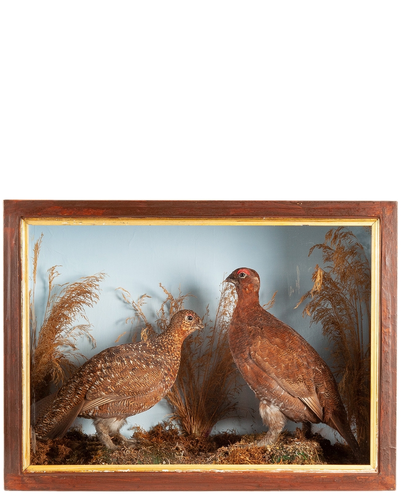 Taxidermy Red grouse
