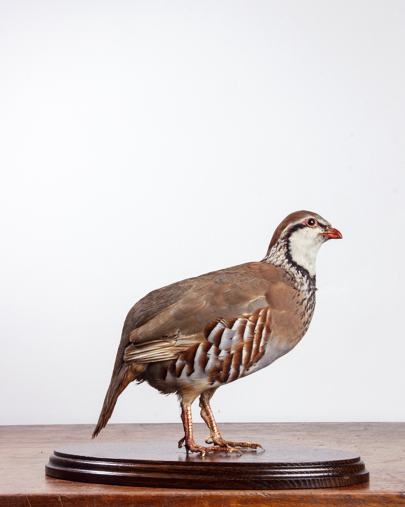 Taxidermy Red-legged Partridge