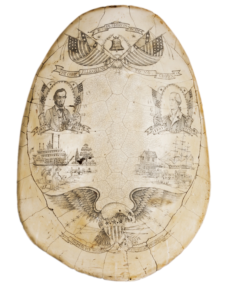 Taxidermy Replica scrimshaw blonde turtle shell