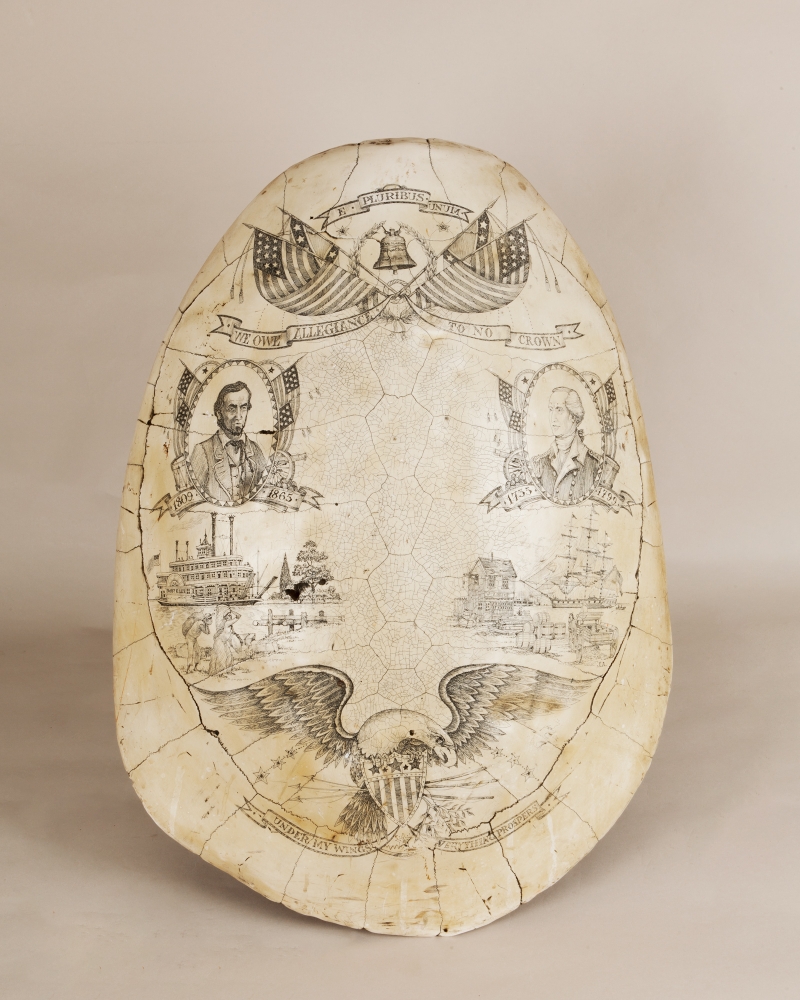 Taxidermy Replica scrimshaw blonde turtle shell