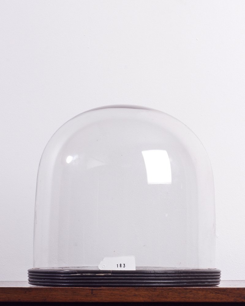 Taxidermy Round Glass Dome